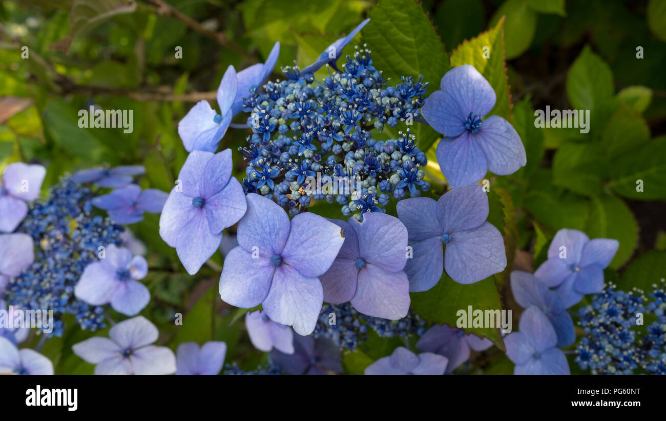 Hydrangea field hi-res stock photography and images - Alamy