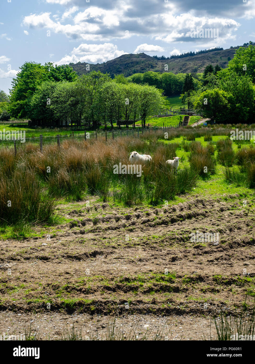 Resting Place Of Gelert The Faithful Hound High Resolution Stock ...