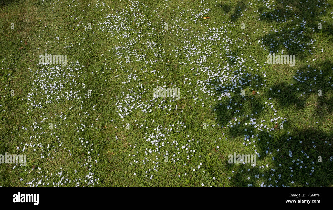 Green, ridged lawn - partly in the shade - has many tiny, blue flowers ...