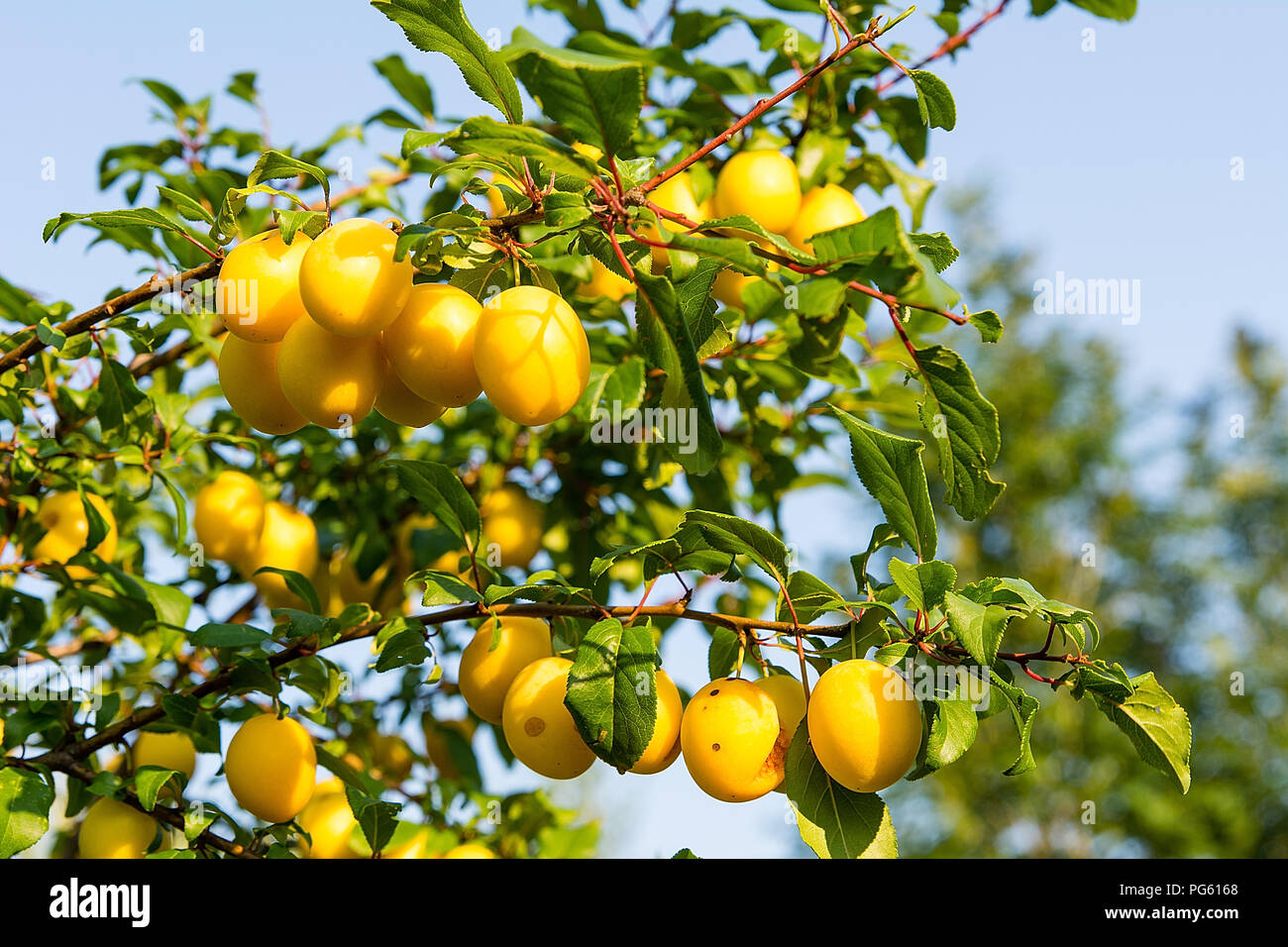 Mirabelle plum tree hi-res stock photography and images - Alamy