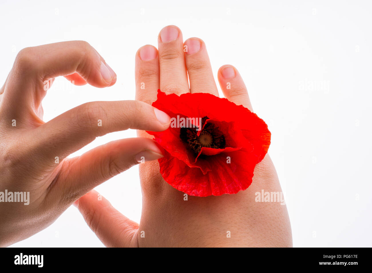 Hand holding a Red Poppy on a white background Stock Photo - Alamy