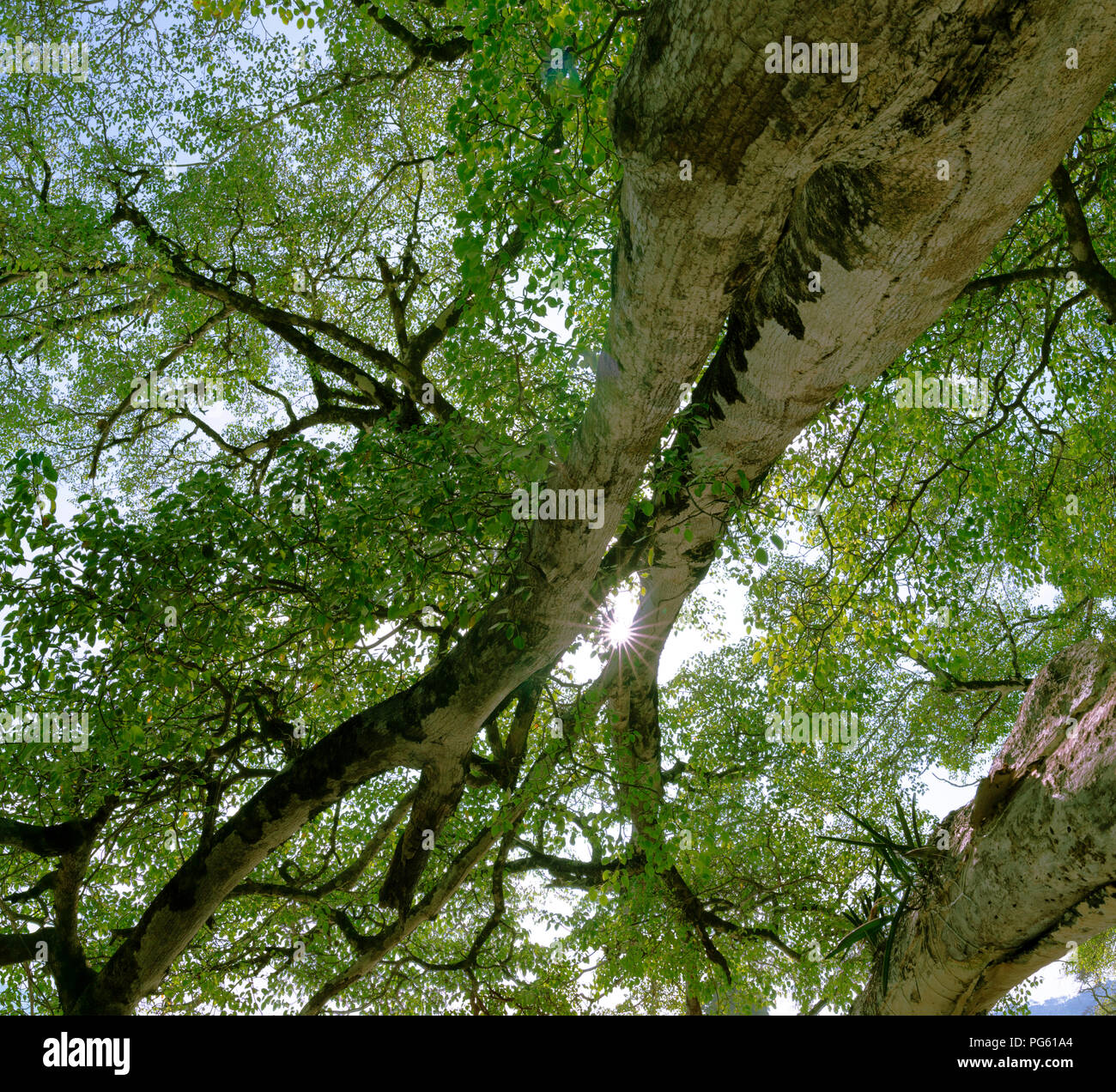 Trees, Corcovado National Park, Osa Peninsula, Costa Rica Stock Photo ...