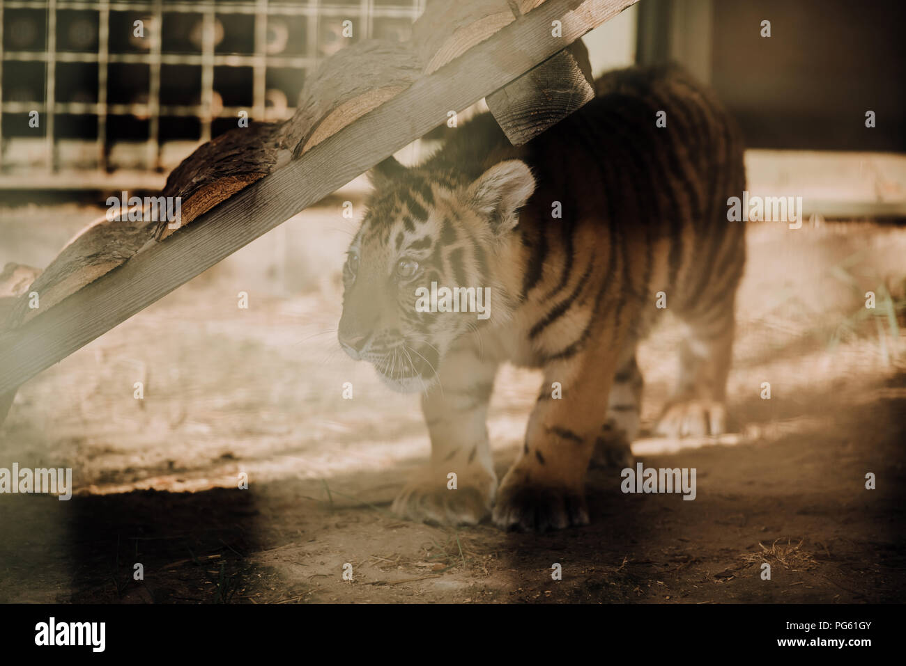 close up view of cute tiger cub at zoo Stock Photo - Alamy