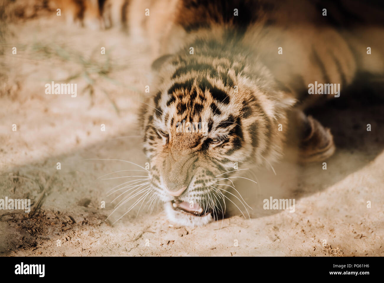 close up view of cute tiger cub at zoo Stock Photo - Alamy