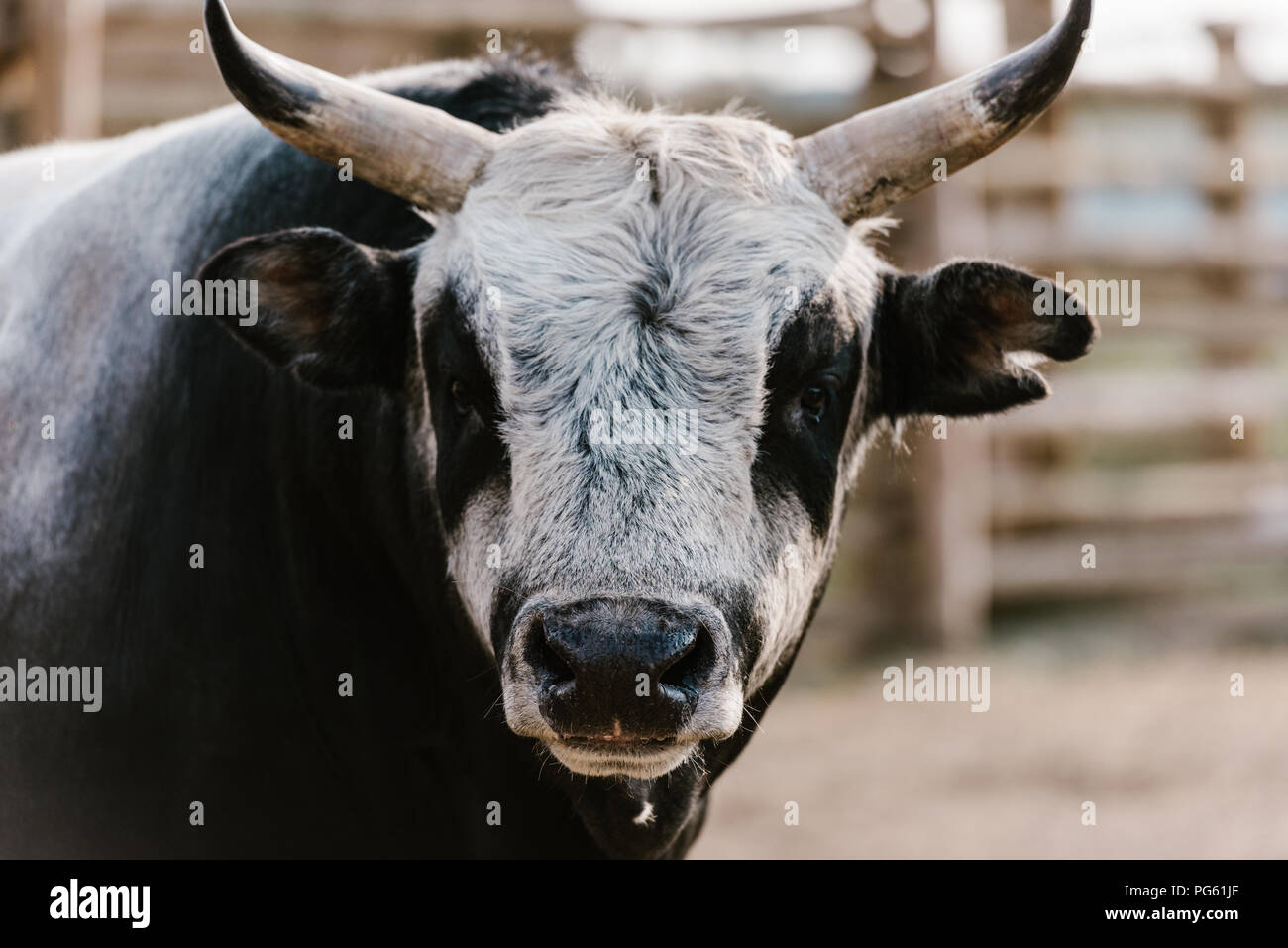 close up view of domesticated bull at zoo Stock Photo - Alamy