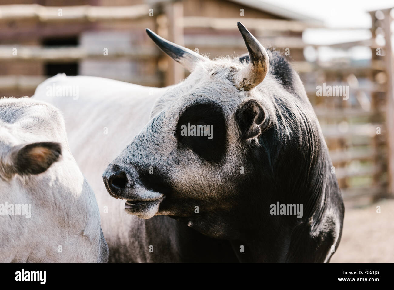 Domesticated bull hi-res stock photography and images - Alamy