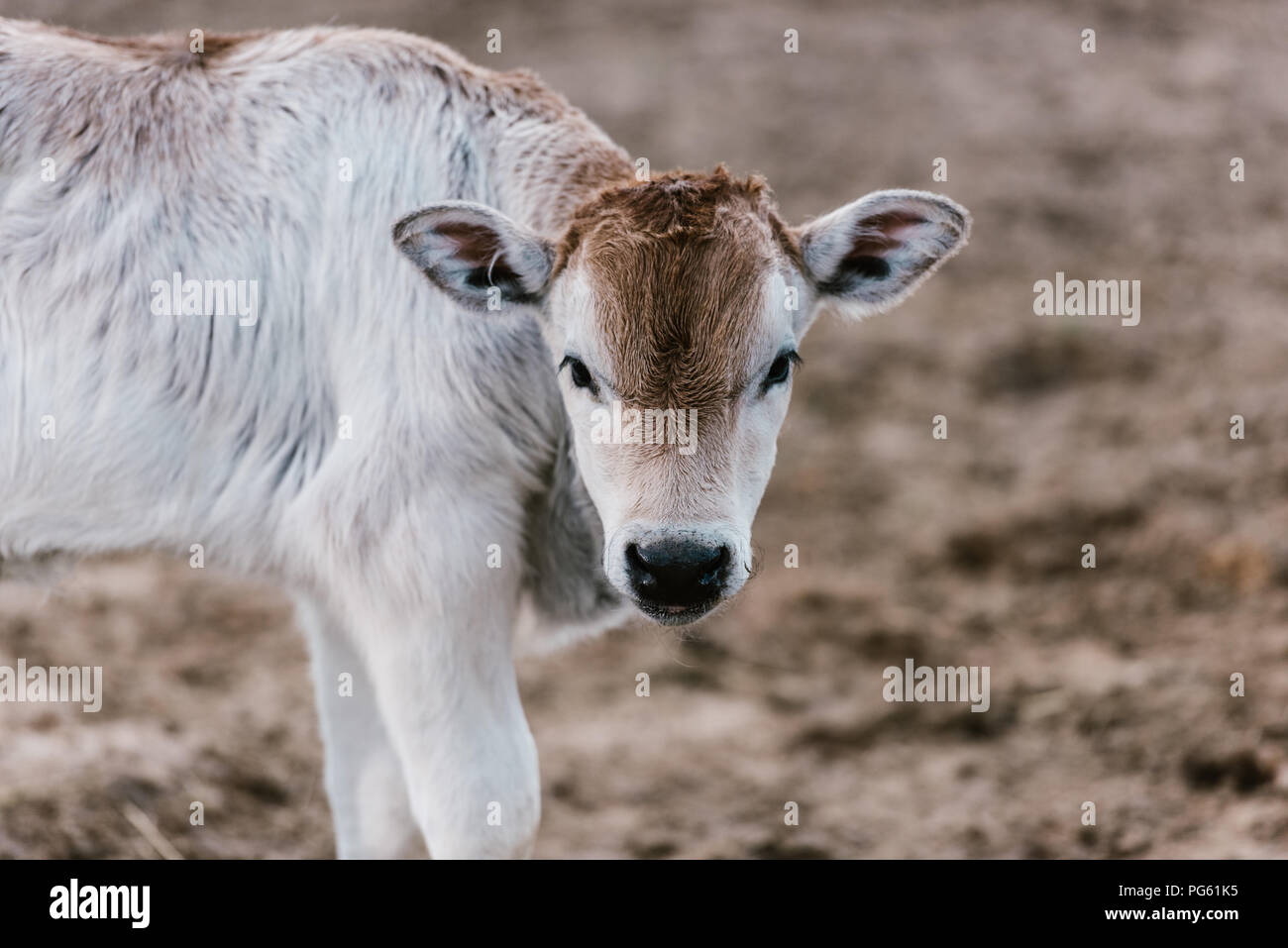 Little bull hi-res stock photography and images - Alamy