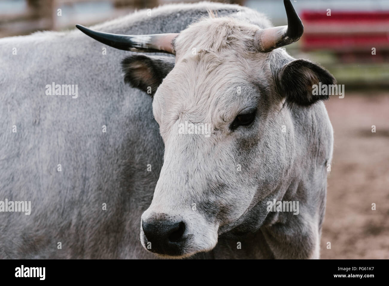 close up view of domesticated bull at zoo Stock Photo - Alamy
