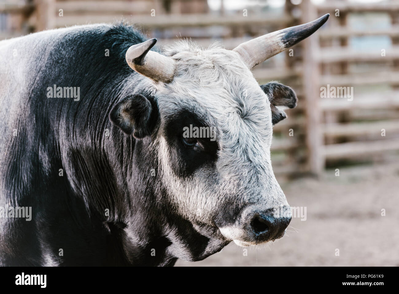 close up view of domesticated bull at zoo Stock Photo - Alamy