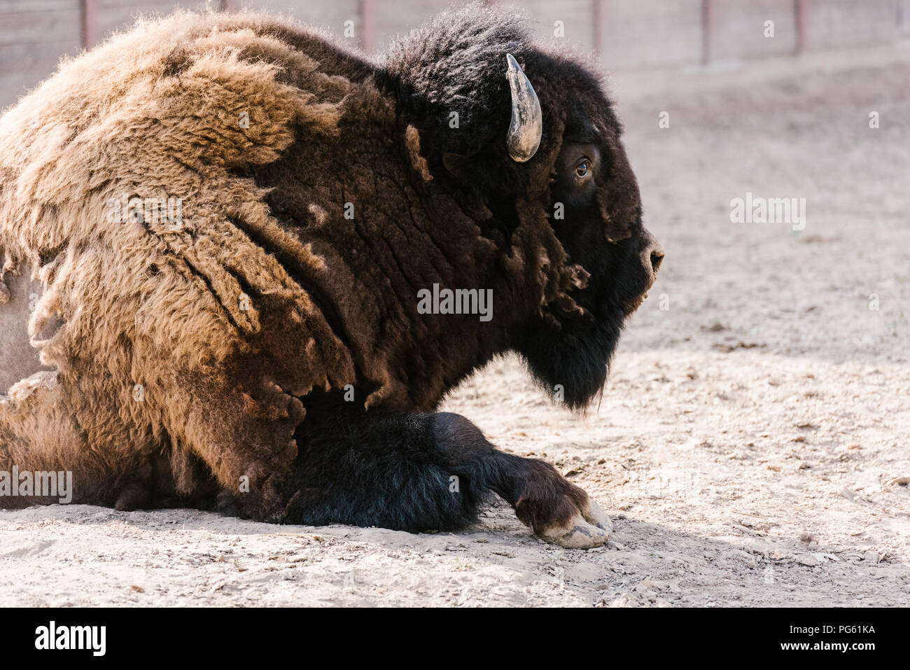 close up view of wild wisent at zoo Stock Photo - Alamy
