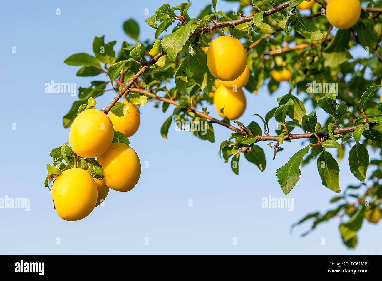 Mirabelle plum on the tree in orchard Stock Photo - Alamy