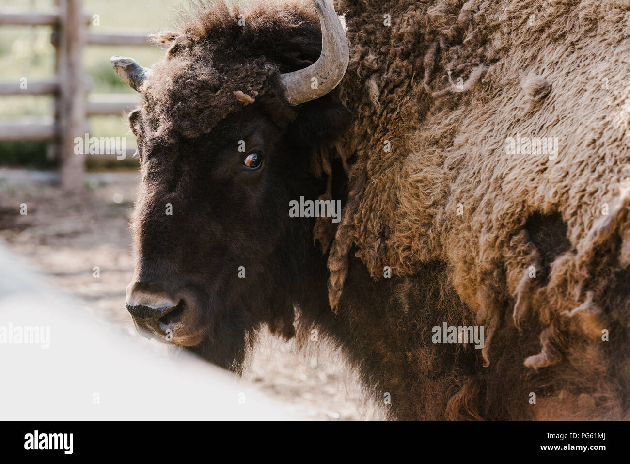 Bison at zoo hi-res stock photography and images - Alamy