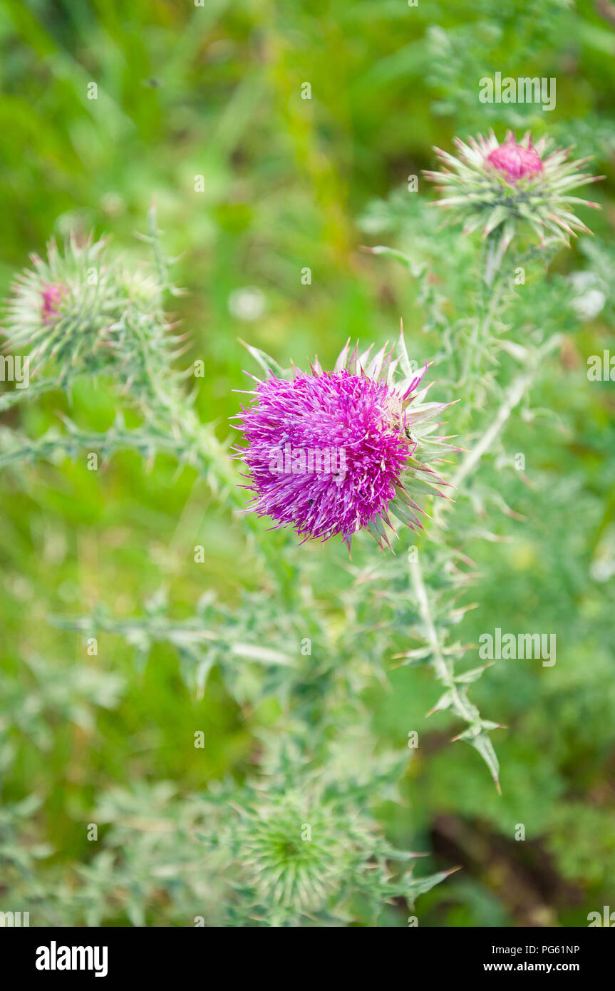 A Carduus crispus, Thistle flower in Norfolk, England, UK Stock Photo ...