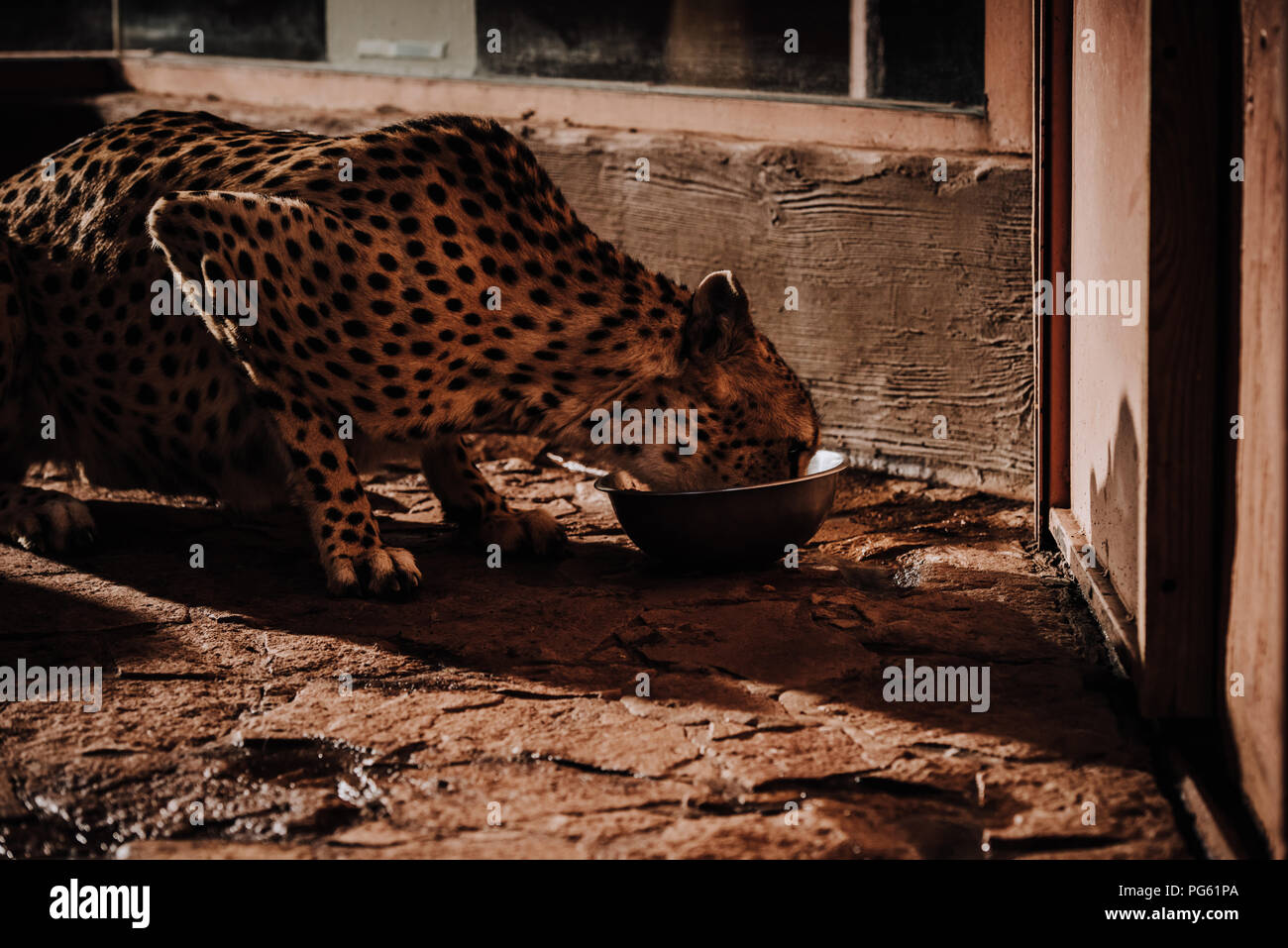 close up view of cheetah animal eating meal at zoo Stock Photo - Alamy