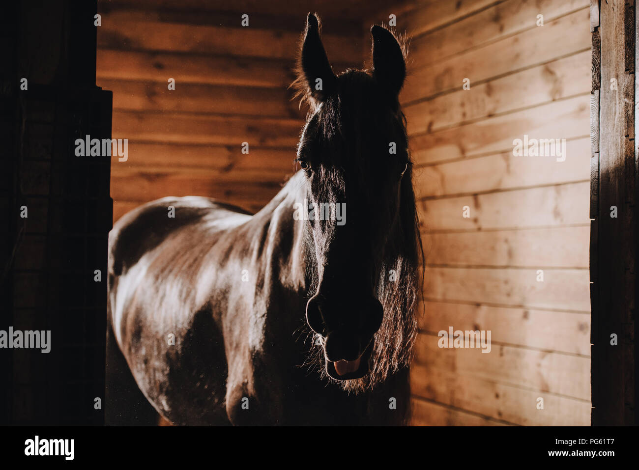 selective focus of beautiful horse in standing stall at zoo Stock Photo ...