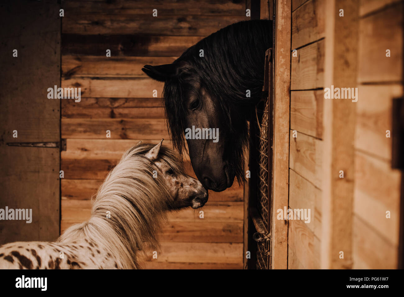 selective focus of beautiful horse and pony in standing stall at zoo ...