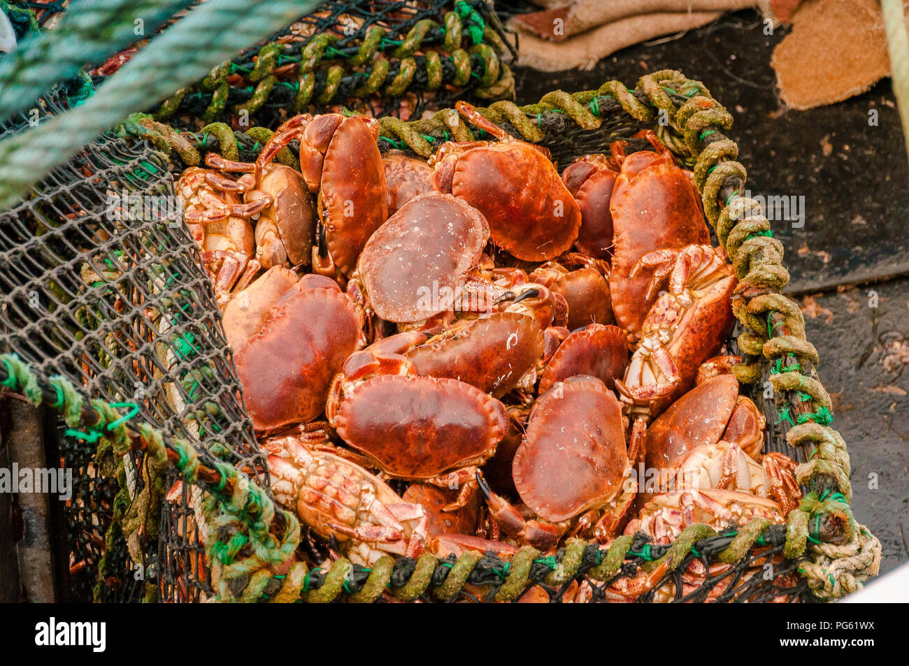 Hauls of crabs in boxes Stock Photo - Alamy