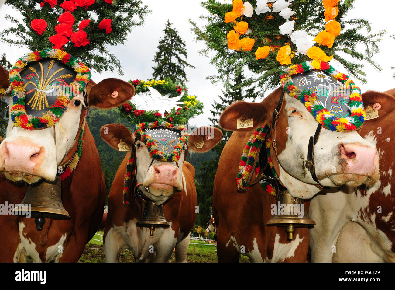 Cattle downhill walk hi-res stock photography and images - Alamy