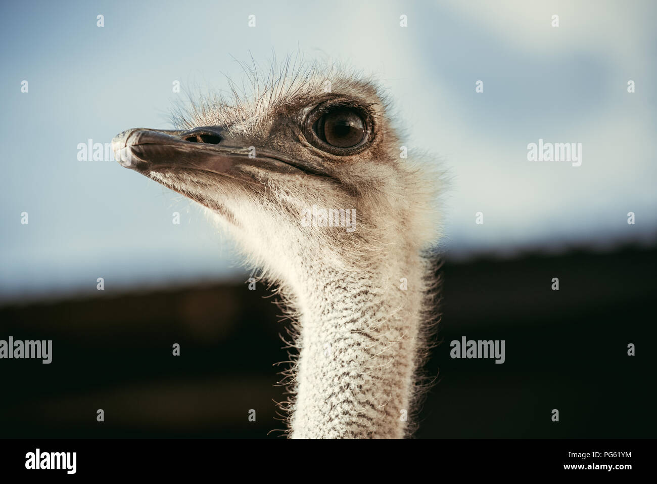 Beautiful ostrich hi-res stock photography and images - Alamy