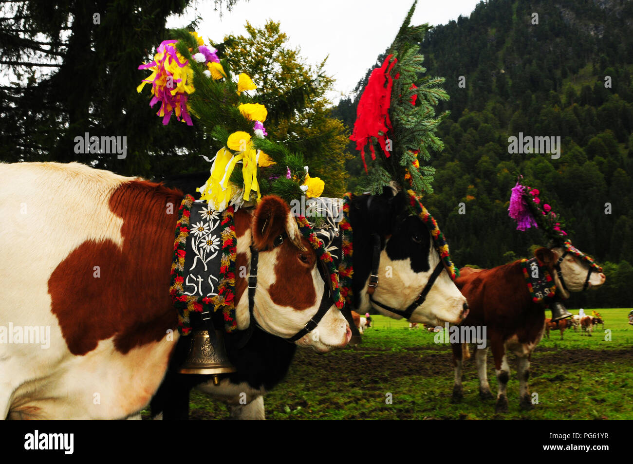 Cattle downhill walk hi-res stock photography and images - Alamy