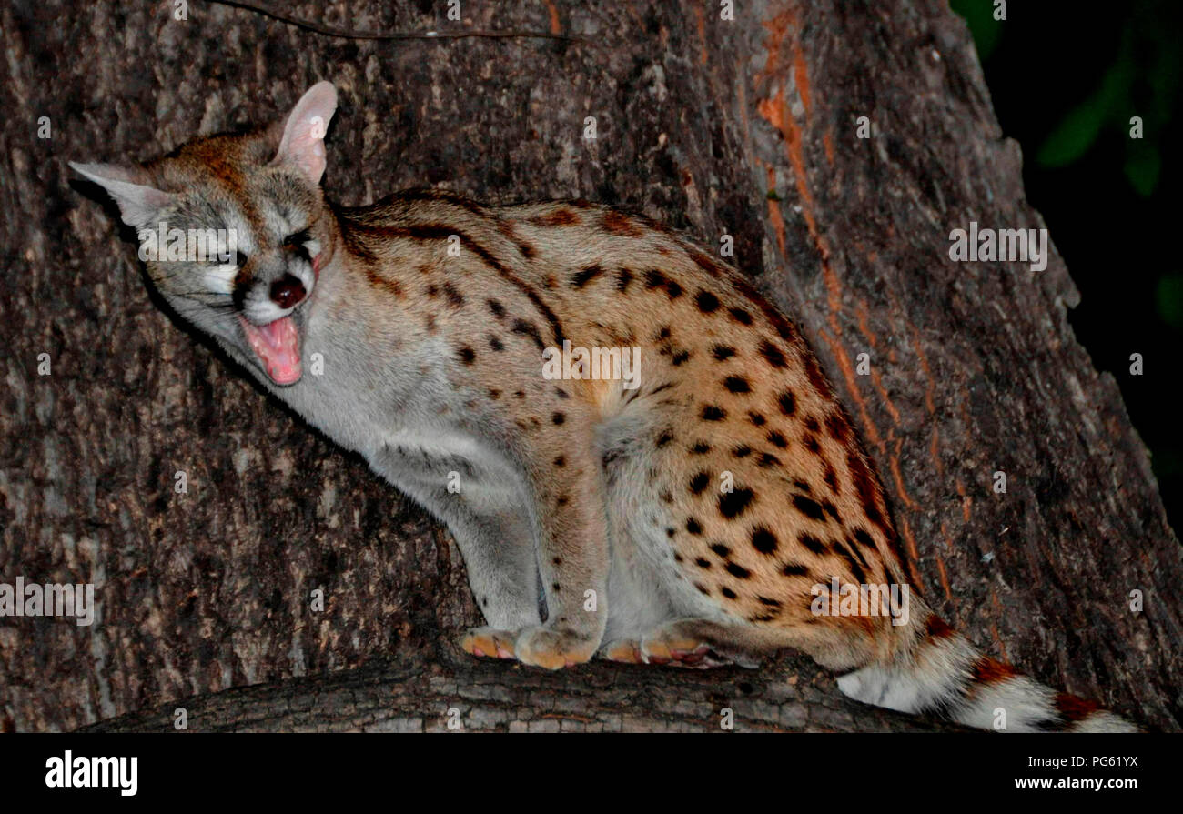 Botswana: African wildcat, nocturnal animal, endangered species Stock ...