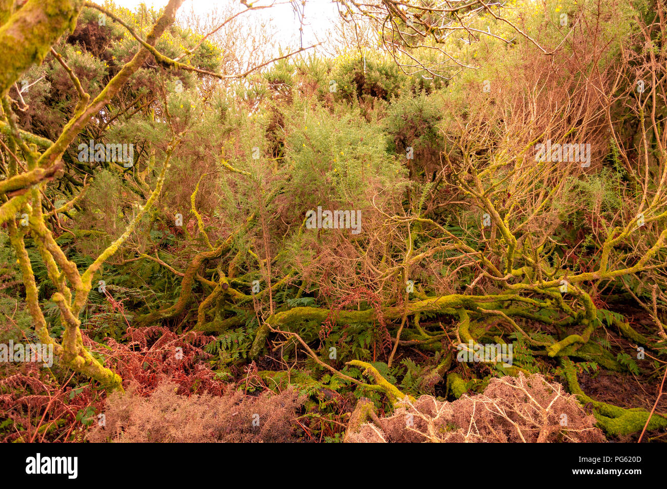 Scottish moss hi-res stock photography and images - Alamy