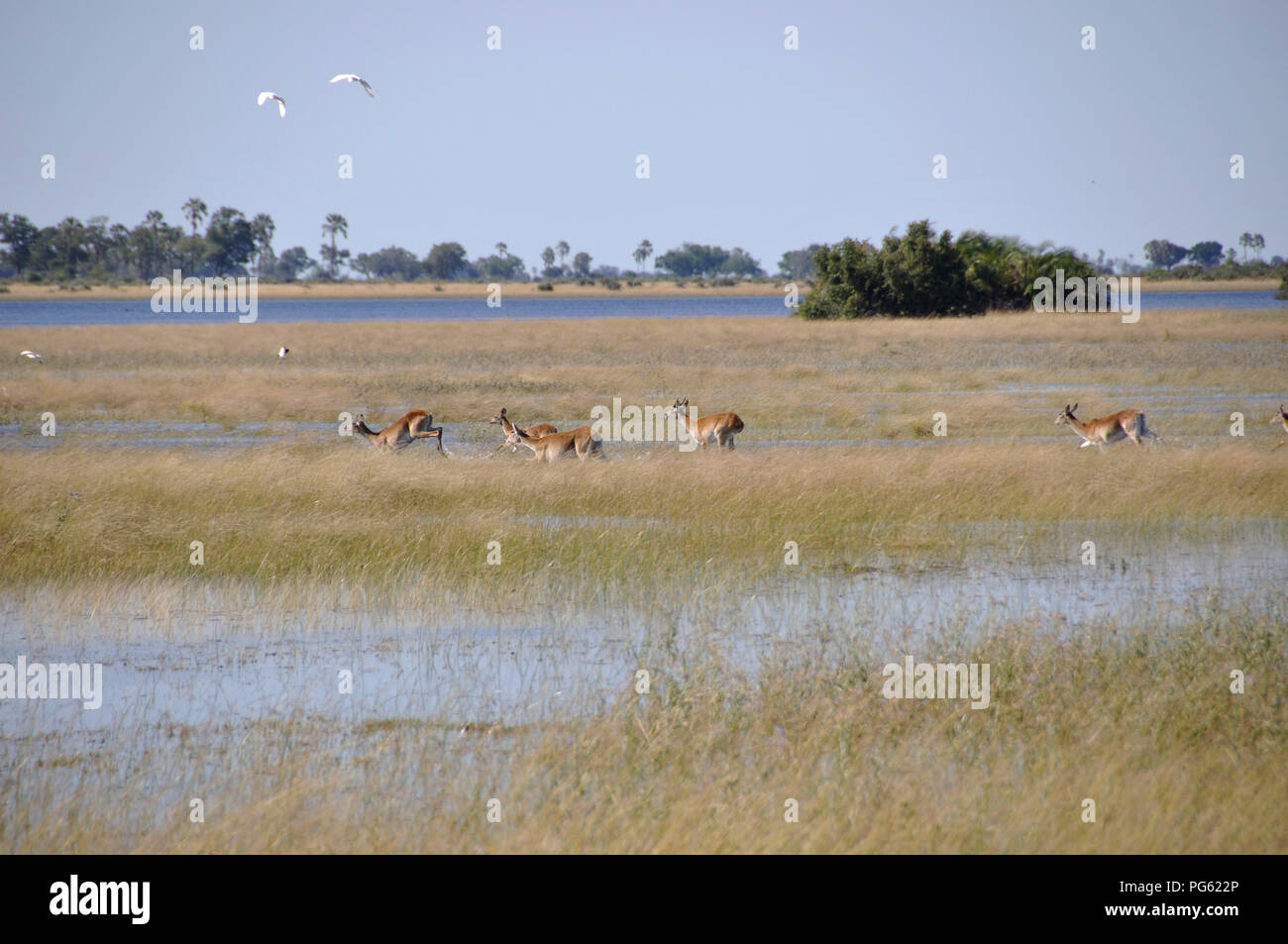 Jao Wildlife Game Drive through the Okavango-Delta-swamps Stock Photo ...