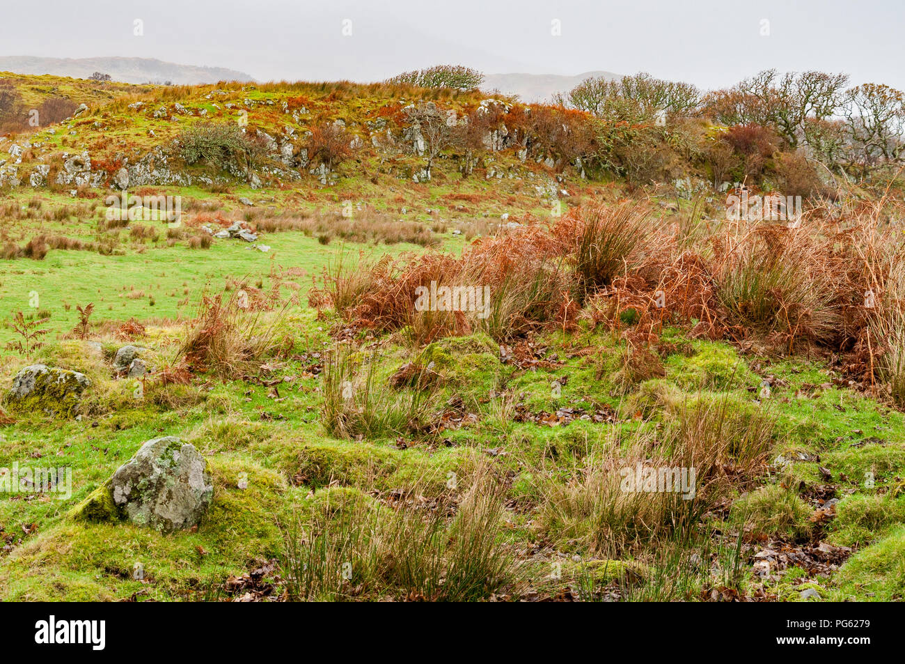 Moor land with grass and ferns and moss covered rocks in Winter Stock ...