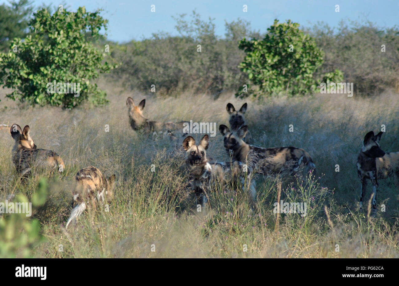 Wilddogs are playing around like pupets but are dangerous hunters and ...