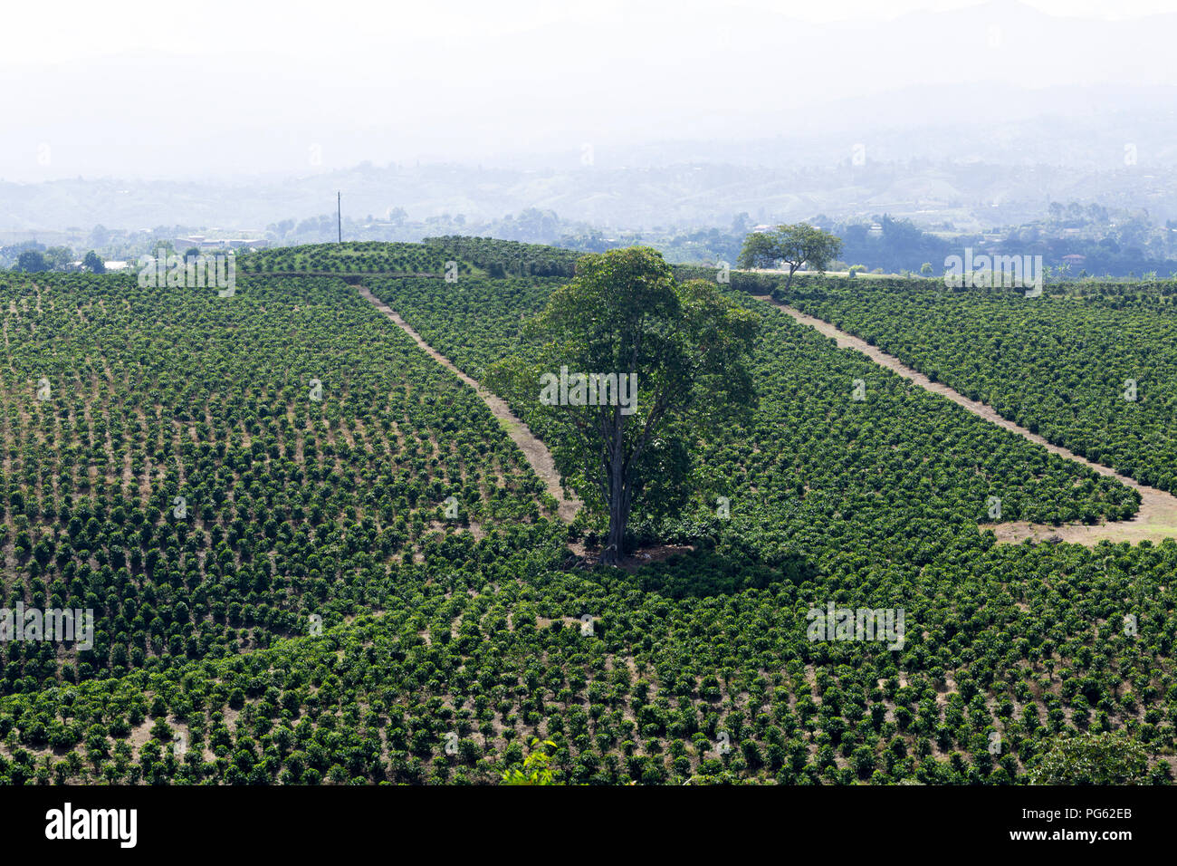 Coffee Plantation In Colombia, Red Coffee Beans on a Branch of Tree ...