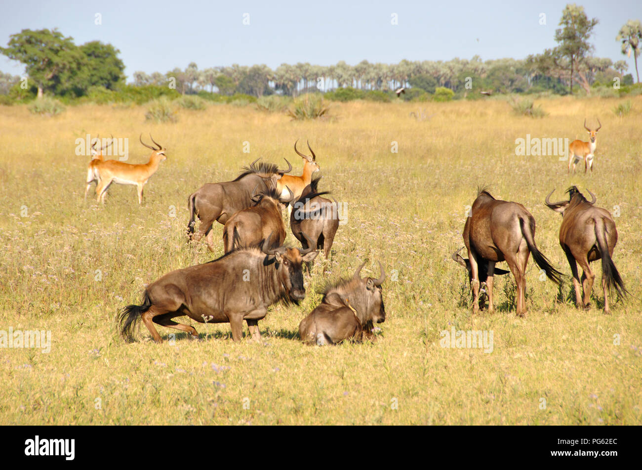 Okavango Delta Wildlife