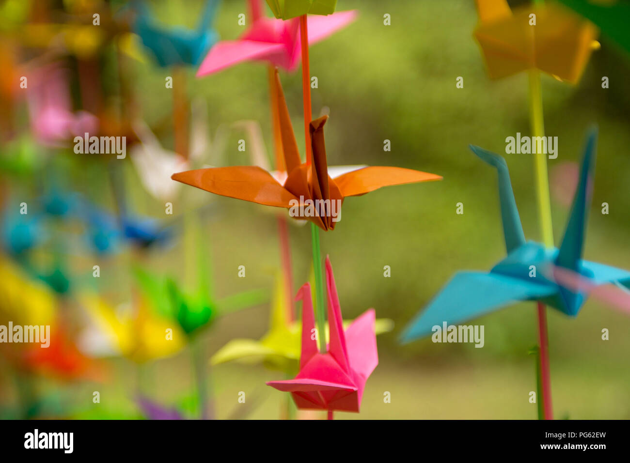 Strand of Origami Crane Curtain Stock Photo - Alamy
