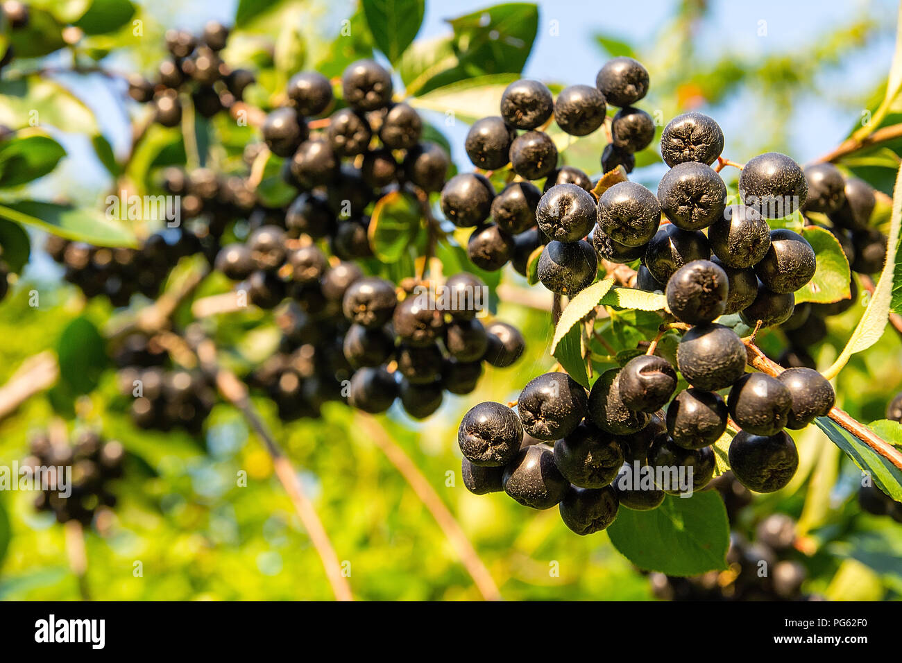 Choke berry melanocarpa hi-res stock photography and images - Alamy
