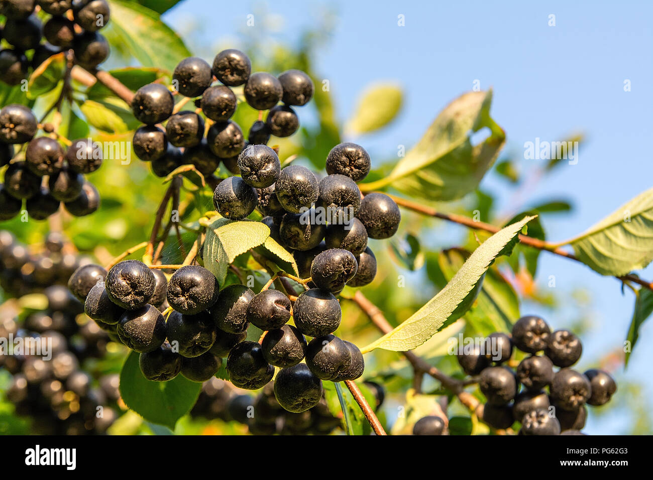 Chokeberry (Aronia melanocarpa) on tree in the orchard Stock Photo - Alamy