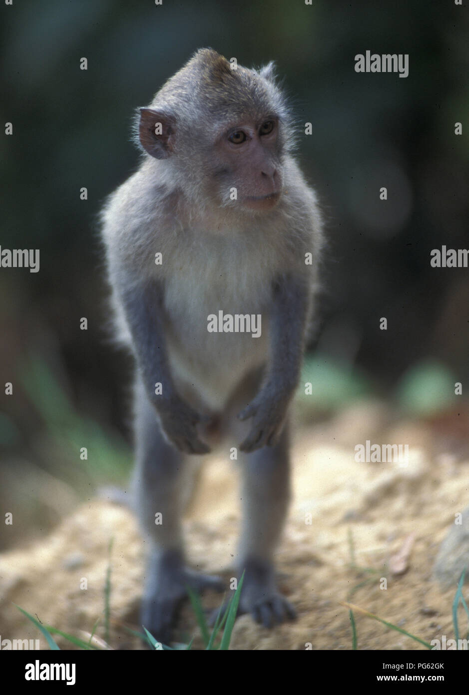 Standing pavian monkey hi-res stock photography and images - Alamy