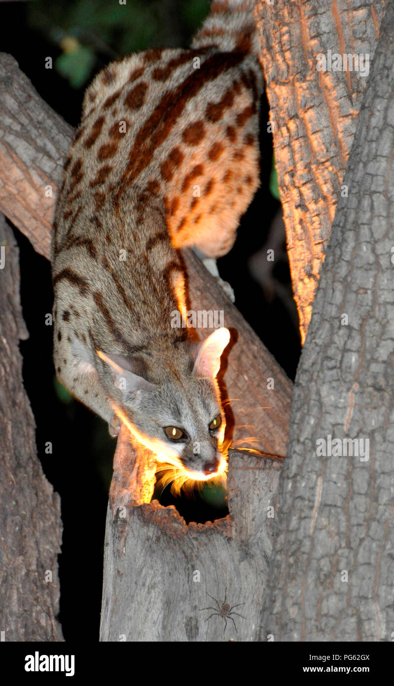 Botswana: African wildcat, nocturnal animal, endangered species Stock ...