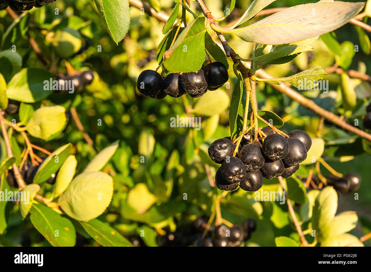 Chokeberry (Aronia melanocarpa) on tree in the orchard Stock Photo - Alamy