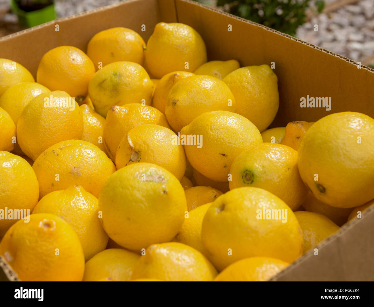 Lemons in a Box Stock Photo - Alamy