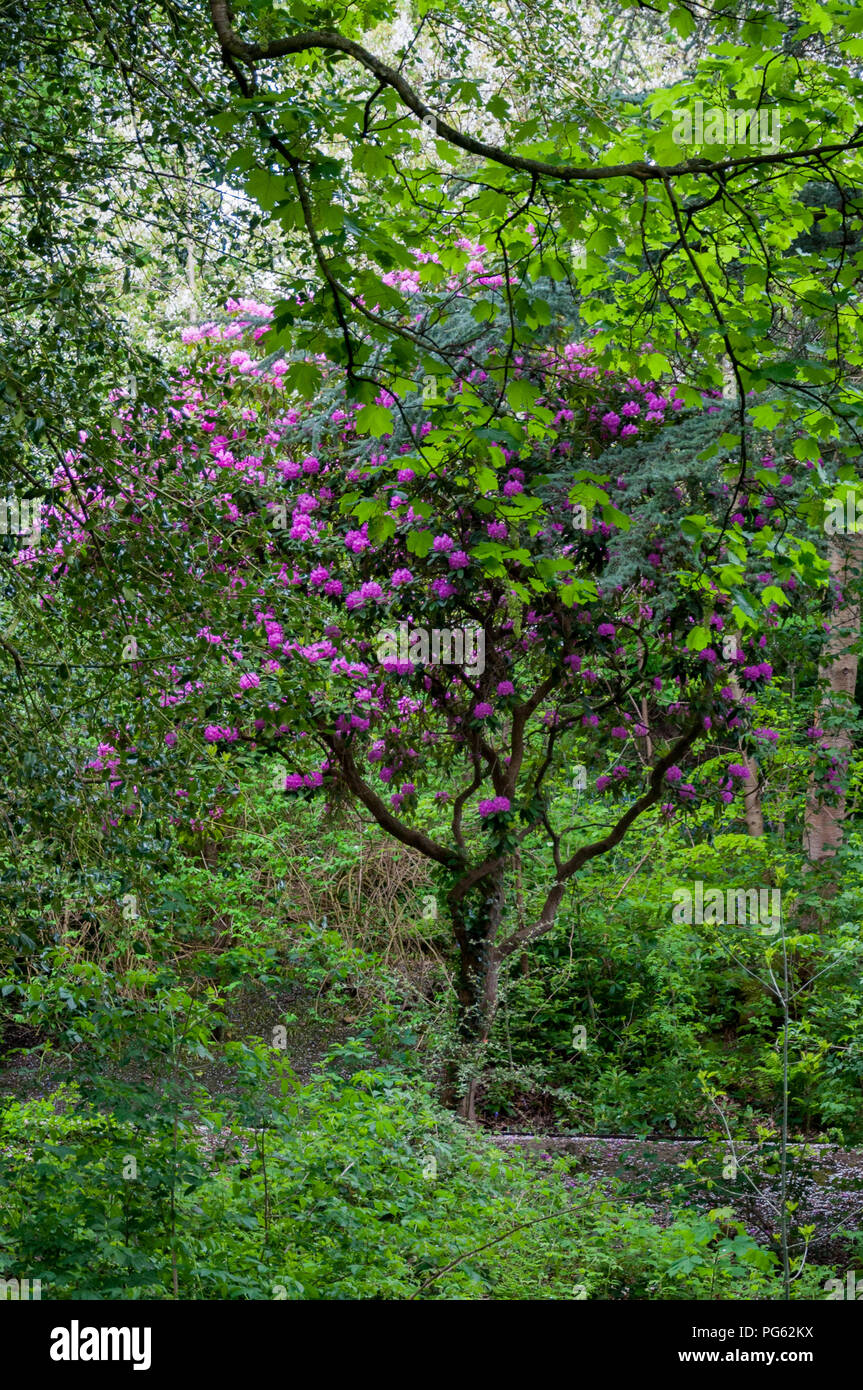 Flowers in the woods hi-res stock photography and images - Alamy