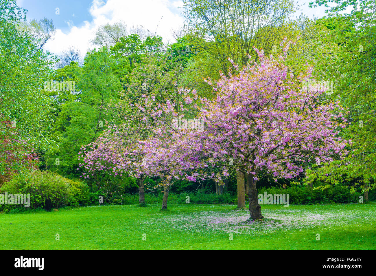 Trees with pink flowers in the woods of Jesmond Dene, Newcastle ...