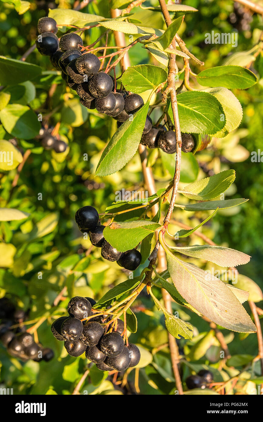 Chokeberry (Aronia melanocarpa) on tree in the orchard Stock Photo - Alamy