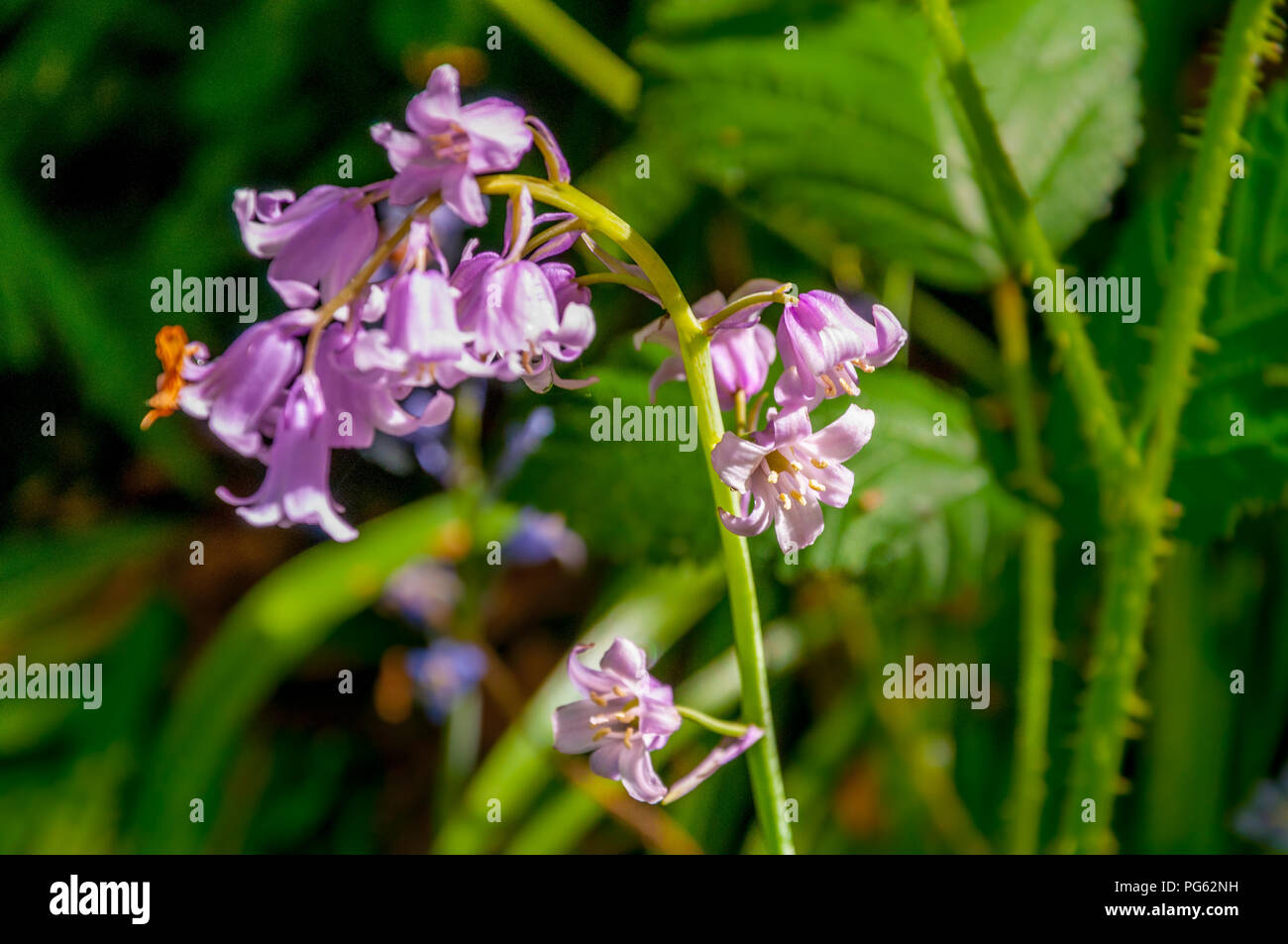 Pink Bluebell flowers in Jesmond Dene, Newcastle, England, UK Stock ...