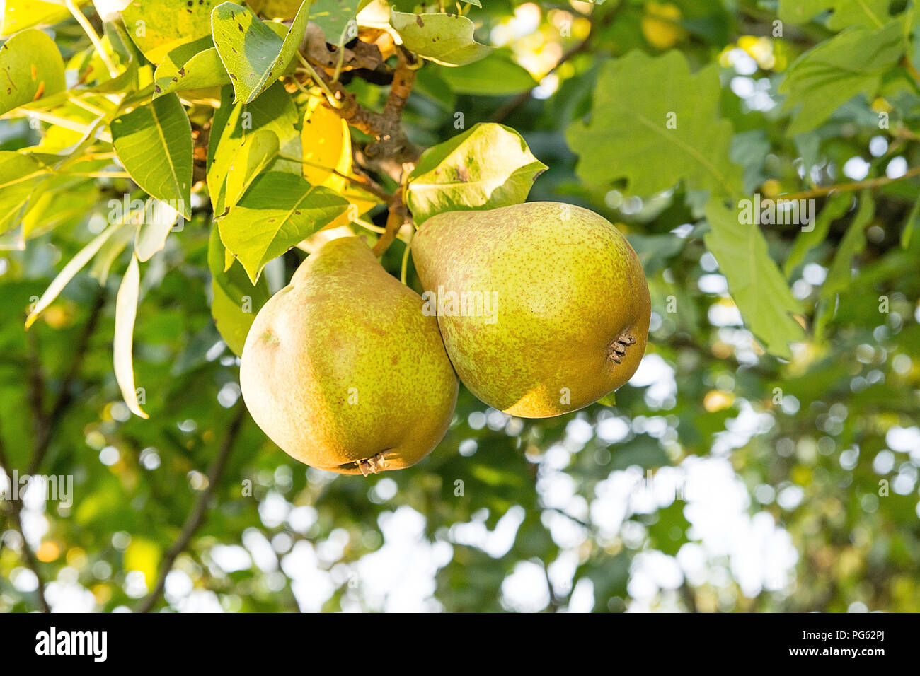 Pear on the tree in orchard Stock Photo - Alamy