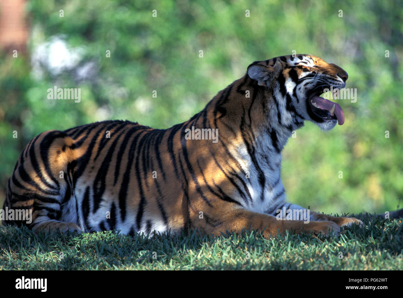 Tiger canine tooth hi-res stock photography and images - Alamy