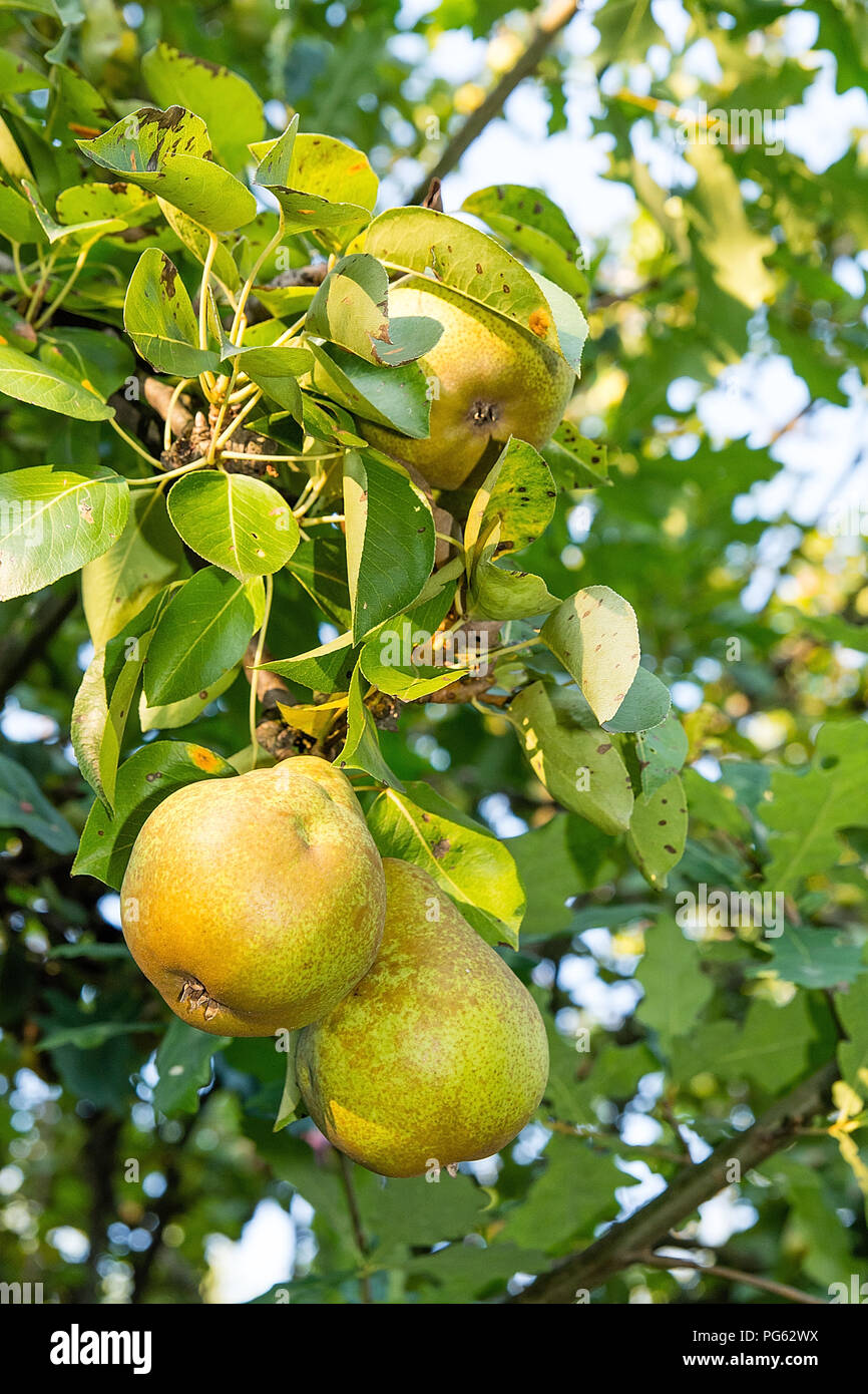 Pear on the tree in orchard Stock Photo - Alamy