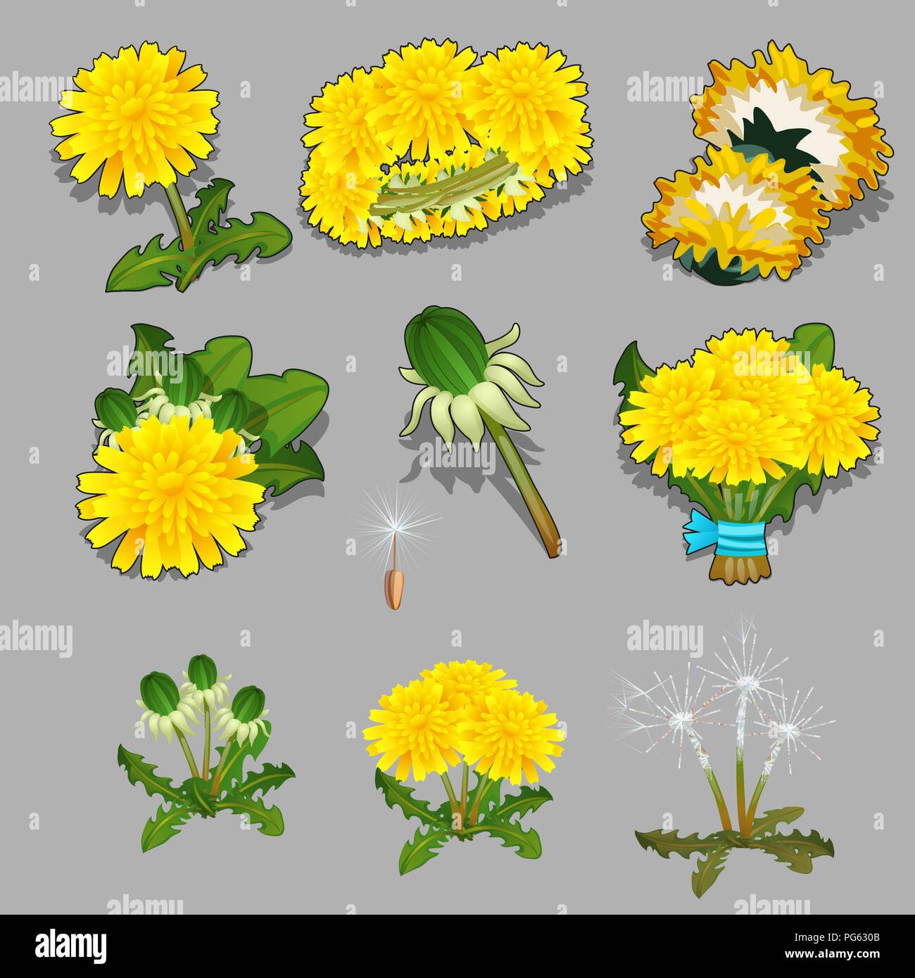 Plant bud sequence Stock Vector Images - Alamy
