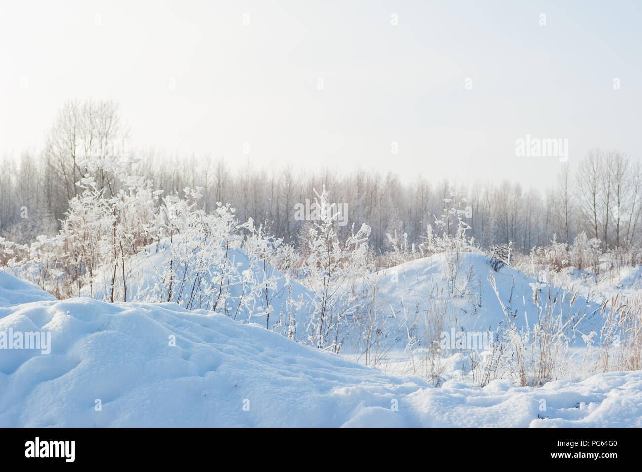 Winter snow at field with snowy trees Stock Photo - Alamy