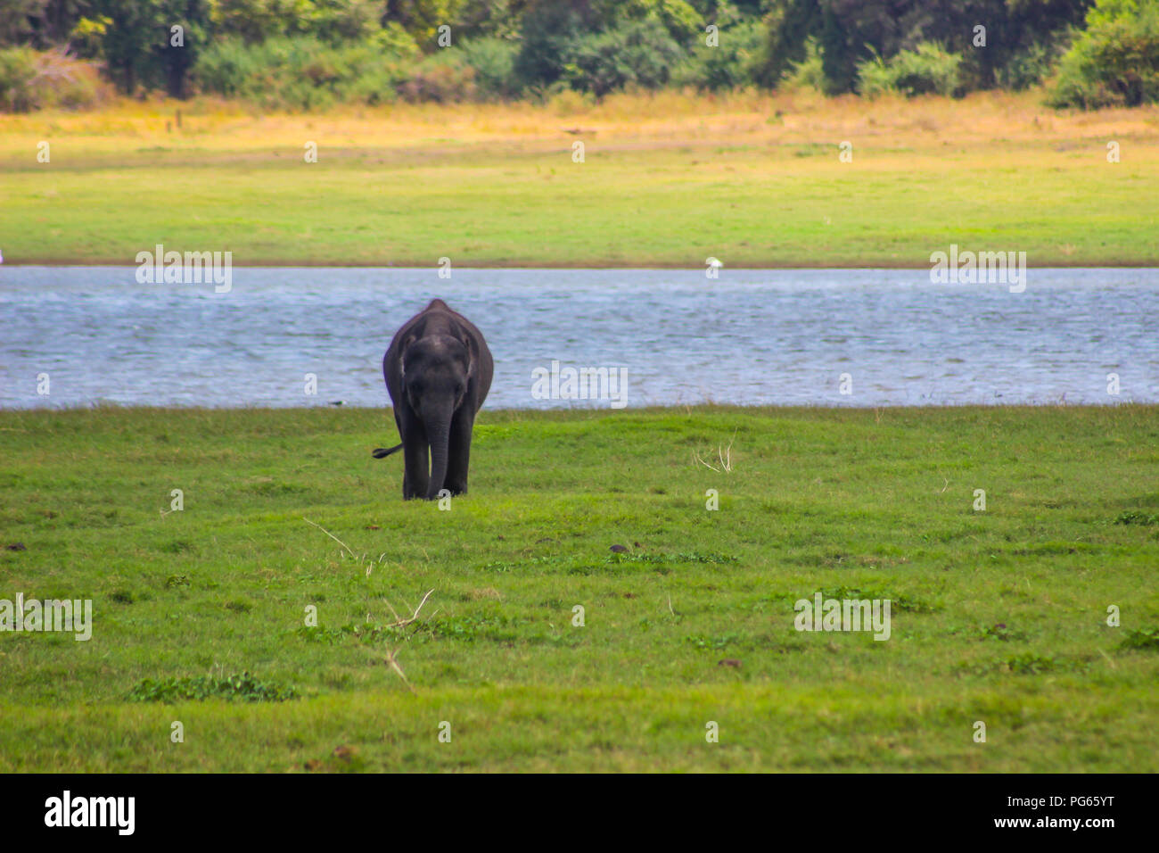 indian elephant, Sri Lanka - kaudulla national park Stock Photo - Alamy
