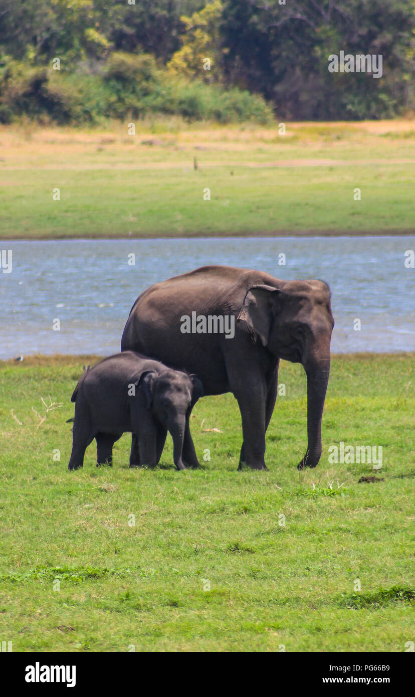 indian elephant, Sri Lanka - kaudulla national park Stock Photo - Alamy