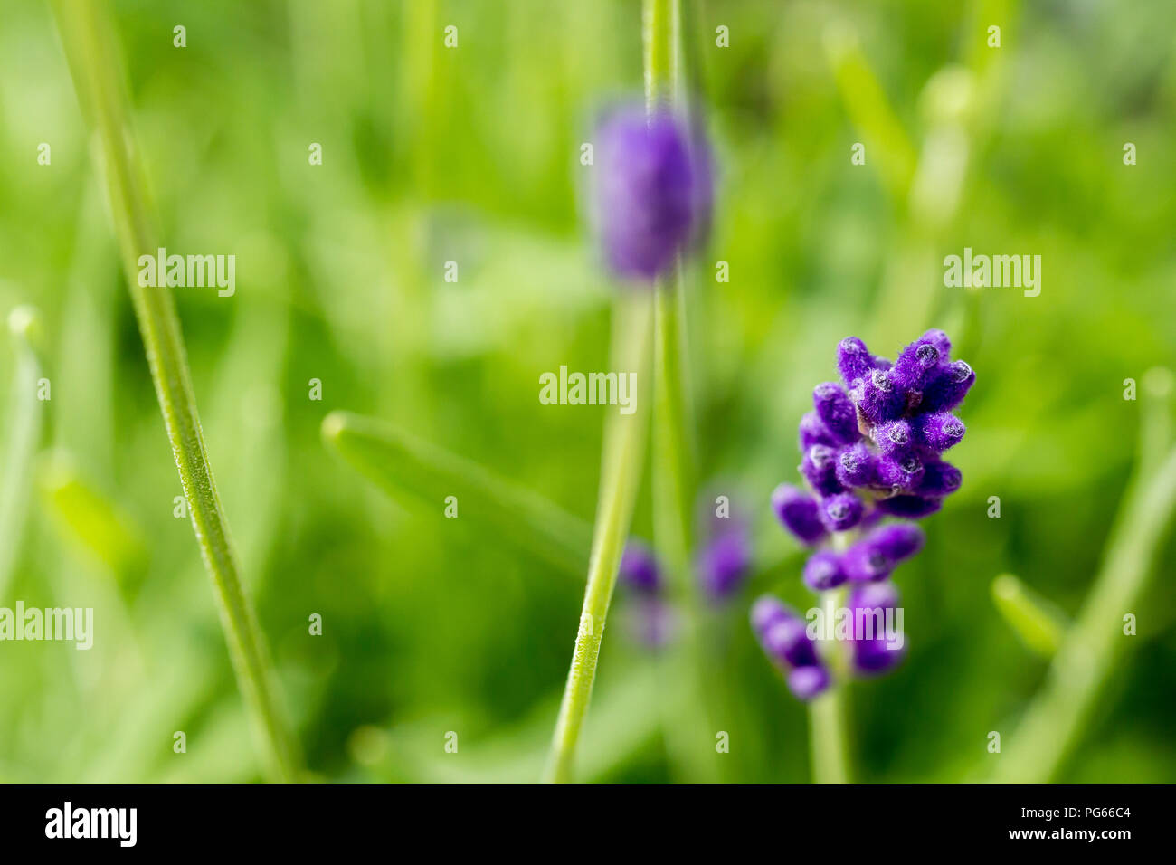English lavender hi-res stock photography and images - Alamy